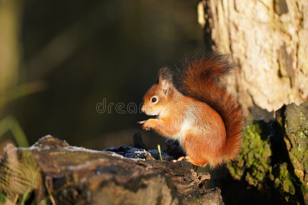 Cute Squirrel Posing in the Sun Stock Photo - Image of cute, whiskers: 296507834