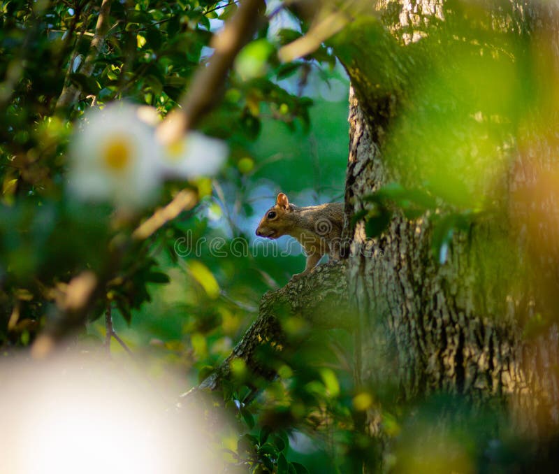 Cute squirrel at a tree stock image. Image of nature - 257848781