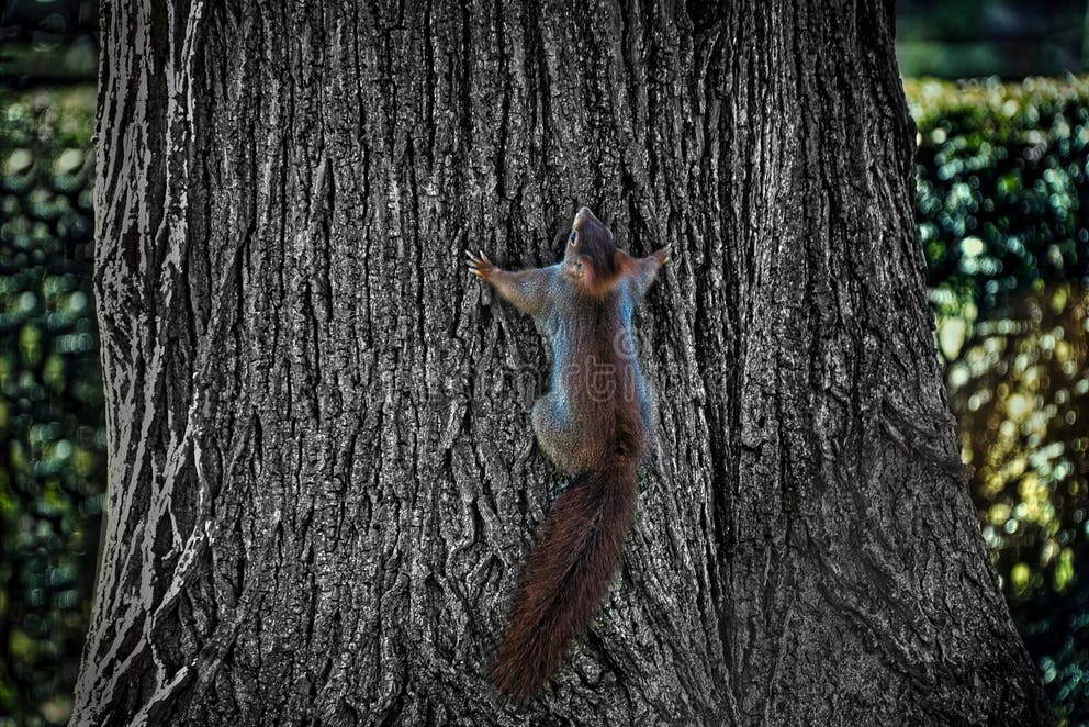 Cute Squirrel on a Tree Trunk Stock Photo - Image of animal, bright ...