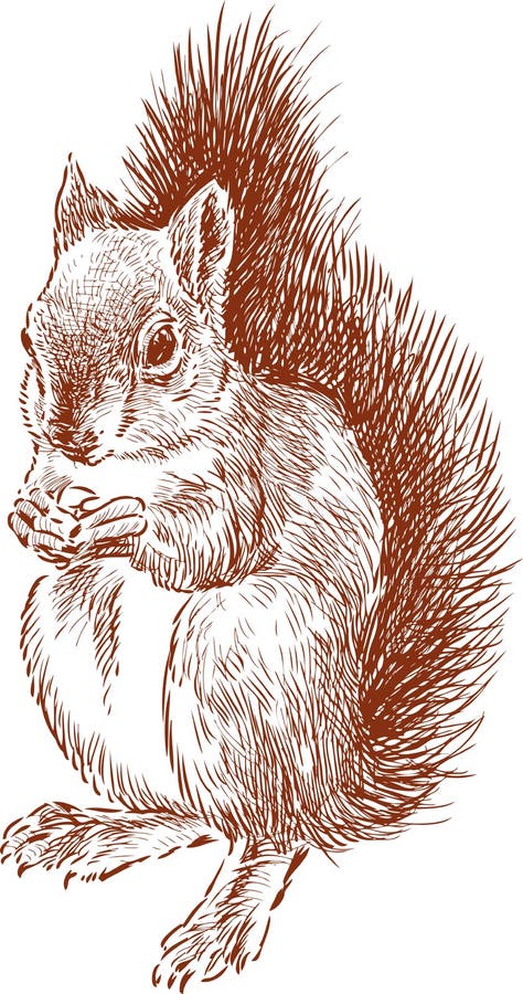 Jumping squirrel stock vector. Illustration of drawn - 42477949