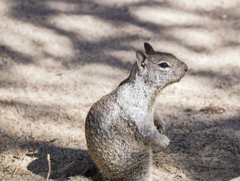 Cute Squirrel Walking Around Stock Image - Image of mammal, bushy ...