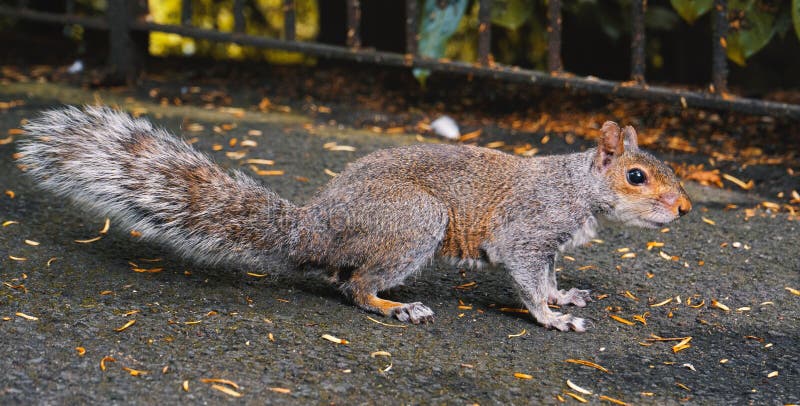 Cute Squirrel Walking on the Ground Stock Image - Image of hairy, grey ...