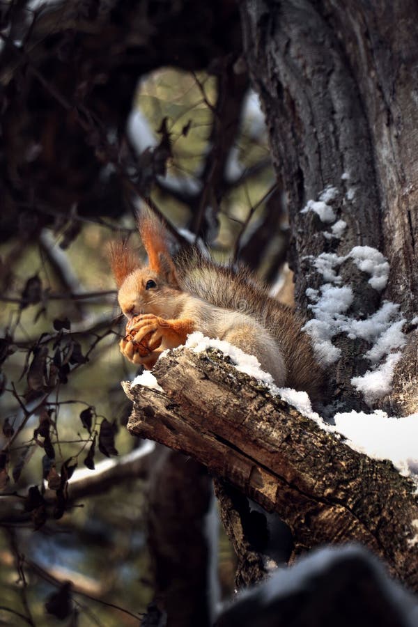 Squirrel with walnut stock photo. Image of eating, forest - 55188980
