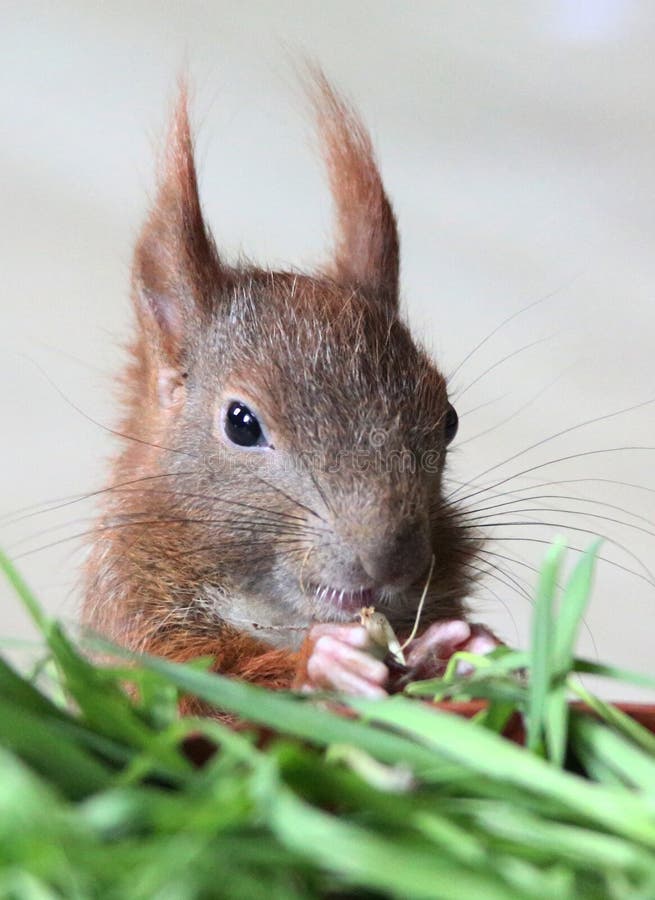 Cute Squirrel stock photo. Image of grass, europe, hungry - 79319058