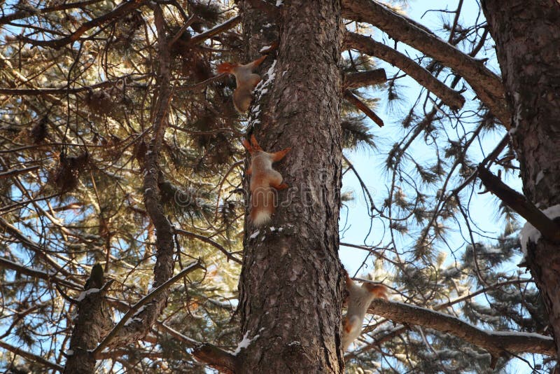 Cute Squirrels on Pine Tree in Winter Forest Stock Image - Image of ...