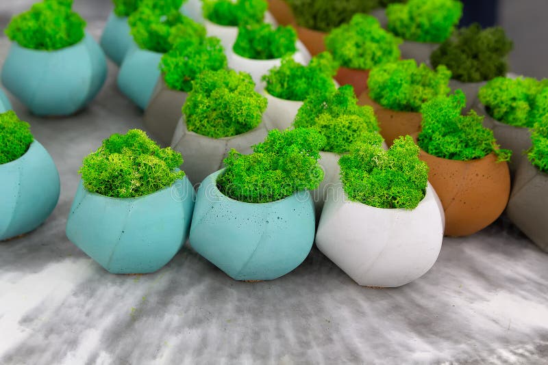 Cute Stabilized Green Moss in Multi -colored Concrete Pots Stock Photo ...