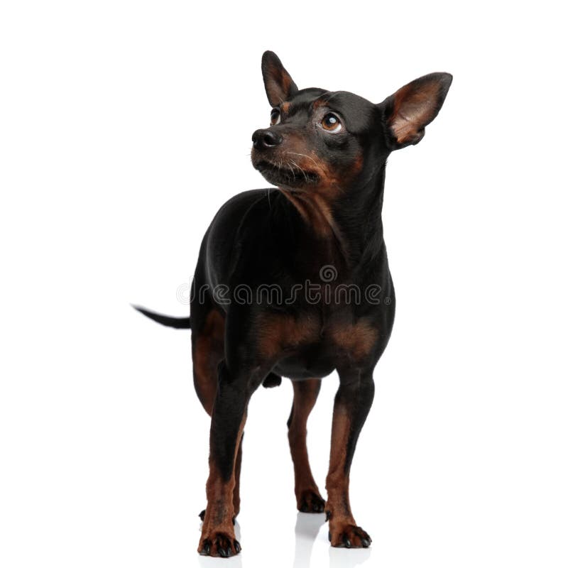 Cute Pug Dog Standing in Office Chair Stock Photo - Image of cute, eyes ...