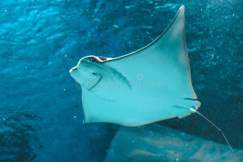 Cute Stingray Swims in Aquarium Close-up, Bottom View. Stock Photo ...