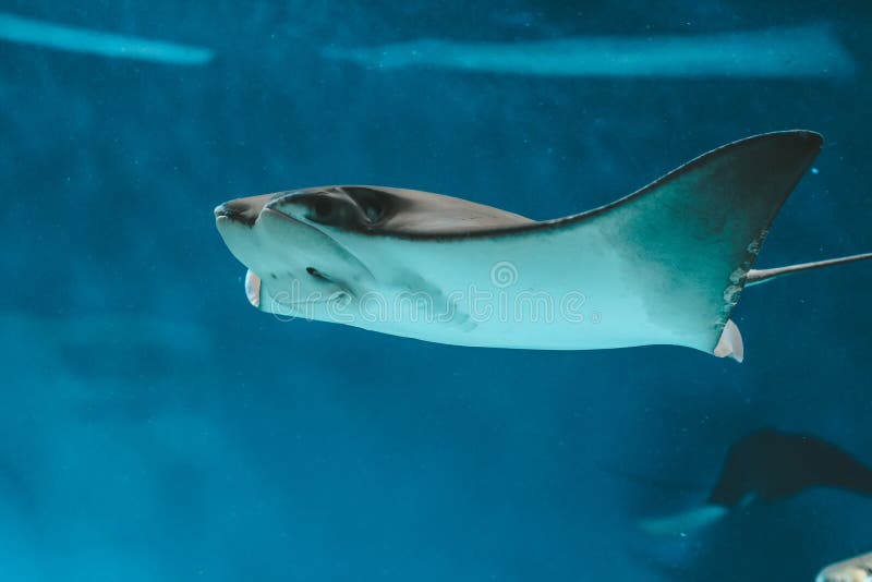 Cute Stingray Swims in Aquarium Close-up, Bottom View. Stock Image ...
