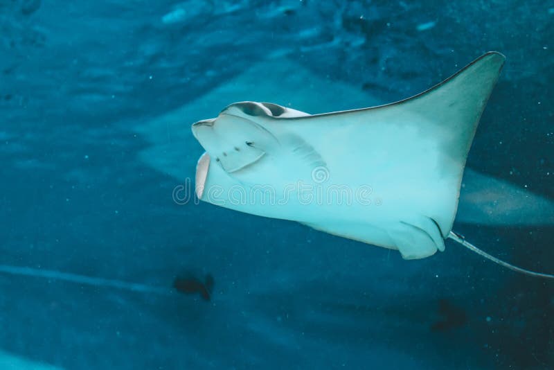 Cute Stingray Swims in Aquarium Close-up, Bottom View Stock Image ...