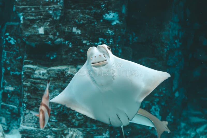 Cute Stingray Swims in Aquarium Close-up, Bottom View Stock Image ...