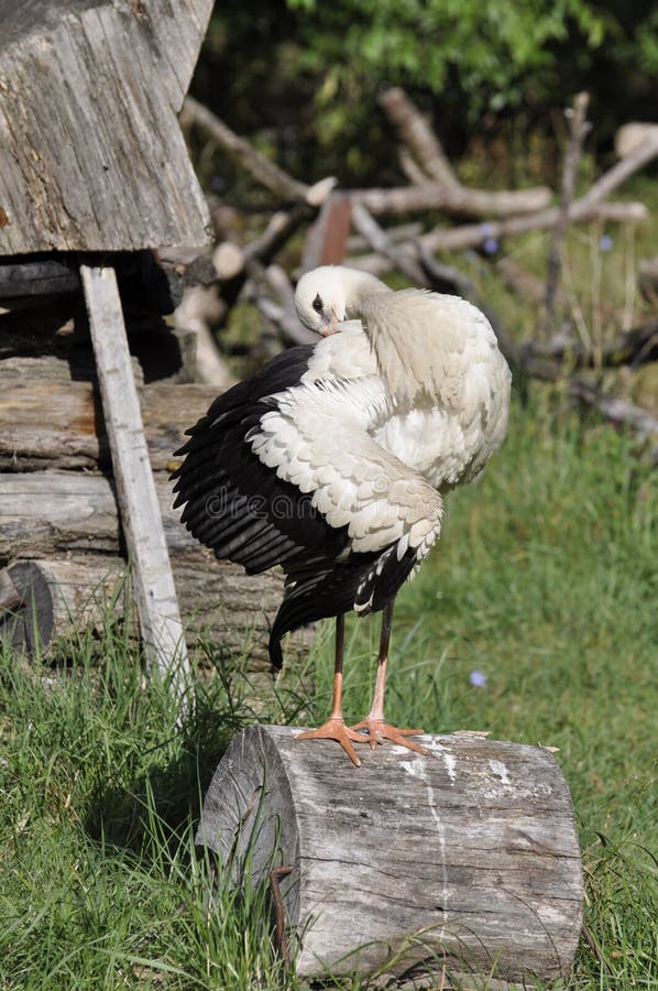 Cute Stork on a Log, Posing for the Camera Stock Image - Image of ...