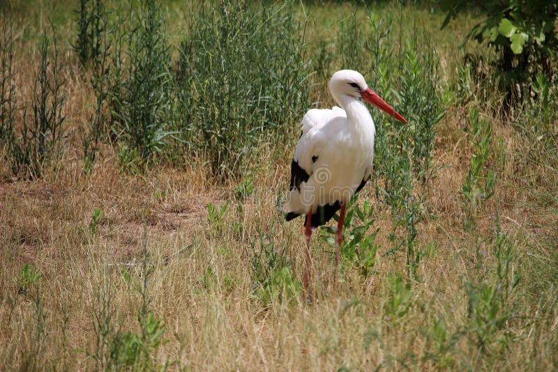 Cute Stork Walking in the Field Stock Photo - Image of bird, rural ...