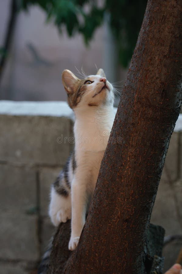Cute Stray Cat Climbing a Tree Stock Image - Image of couple, looking ...