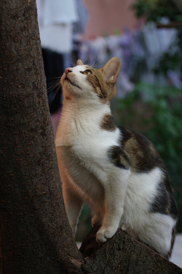 Cute Stray Cat Climbing a Tree Stock Photo - Image of animal, domestic ...