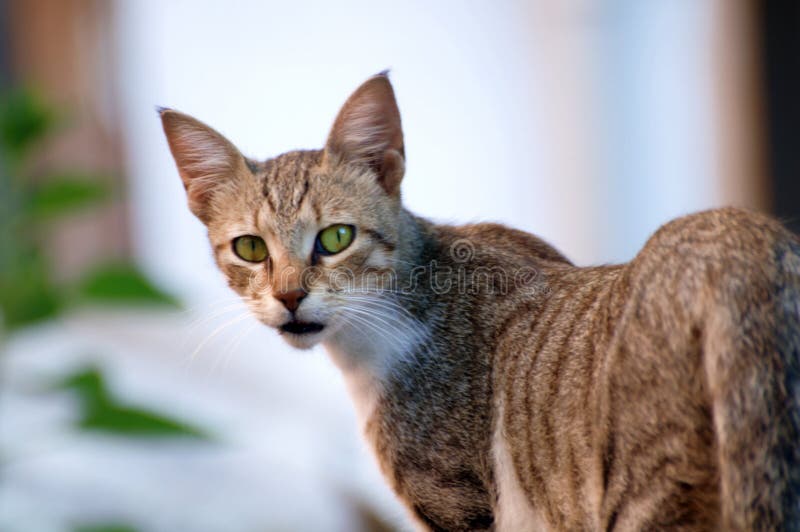 Cute Stray Cat Posing Looking at Camera Stock Image - Image of cute ...