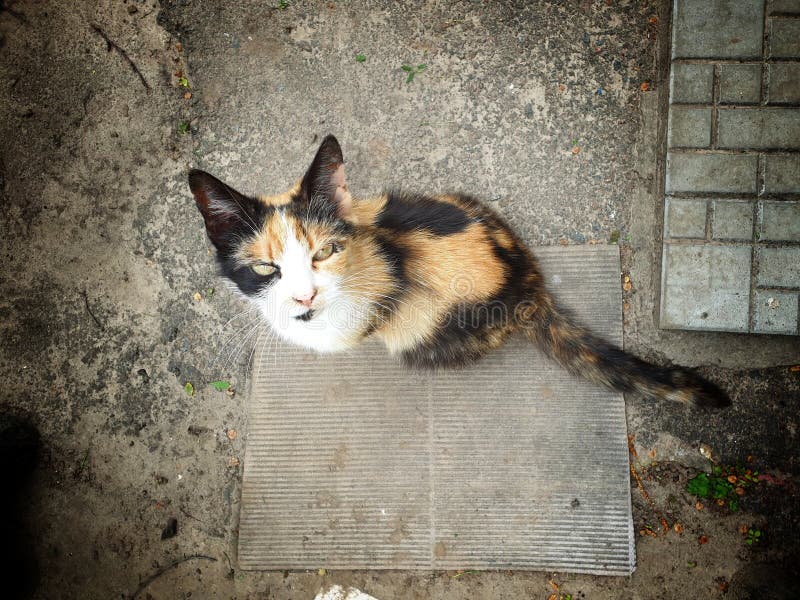 Cute Stray Cat Looks Sad, Top View Stock Image - Image of summer ...