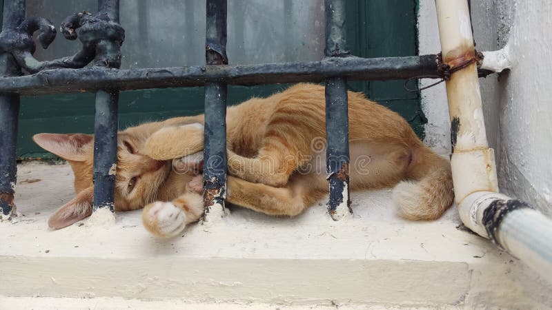 Cute Stray Cat Playing Around on the Railing Stock Image - Image of ...