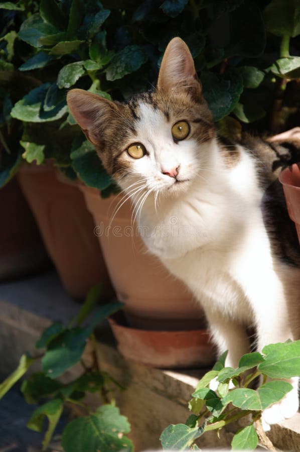 Cute Stray Cat Posing Looking at Camera Stock Photo - Image of breed ...
