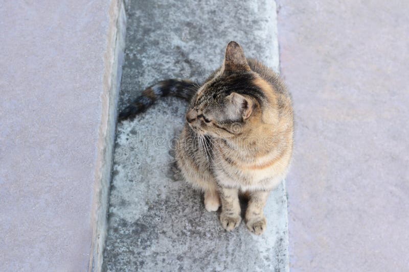 Cute Stray Cat Sitting on Stairs Outdoors Stock Photo - Image of kitty ...