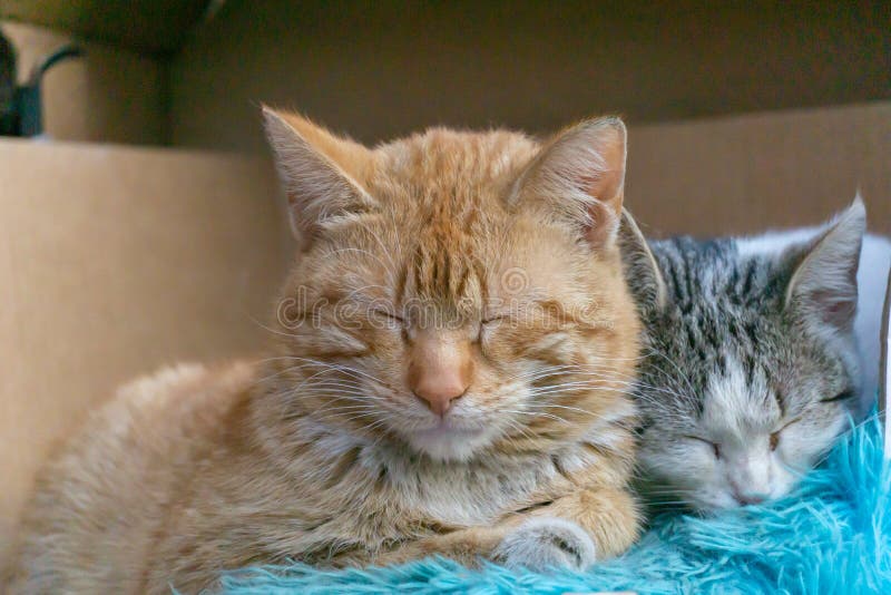 Cute Stray Cats Sleeping in a Box Stock Image - Image of portrait, lazy ...