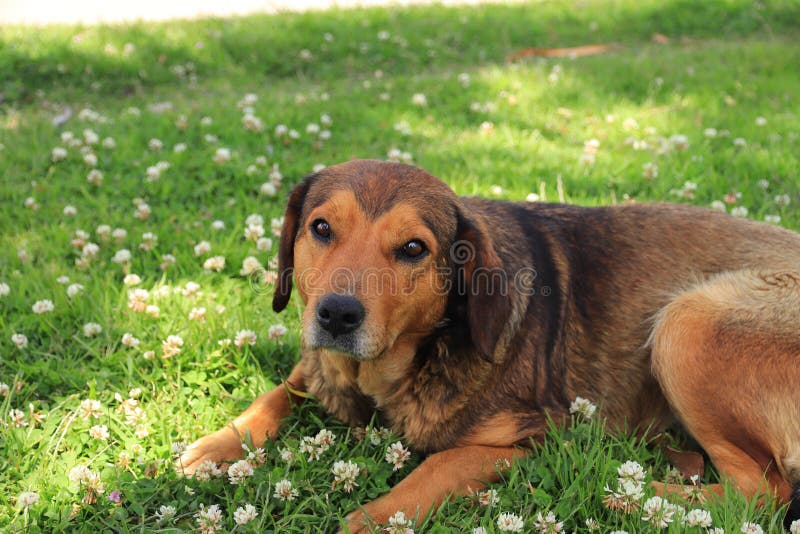 Cute Stray Dog Laying on a Grass with White Flower. Stock Image - Image ...