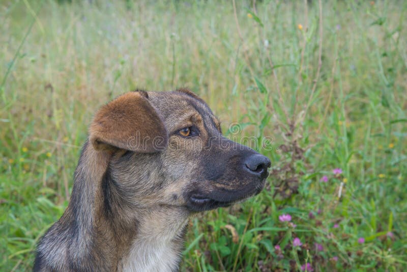Cute Stray Dog stock image. Image of canine, sadness - 86695419