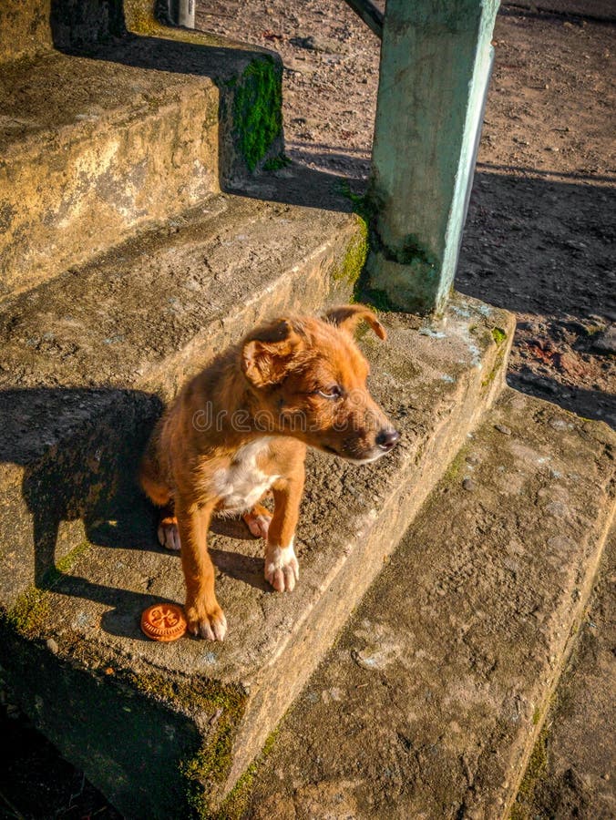 Cute stray dog puppy stock photo. Image of alone, nature - 183295934