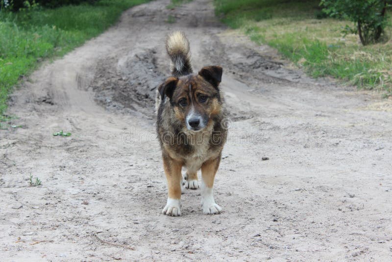 Cute stray dog stock image. Image of domestic, homeless - 152454175