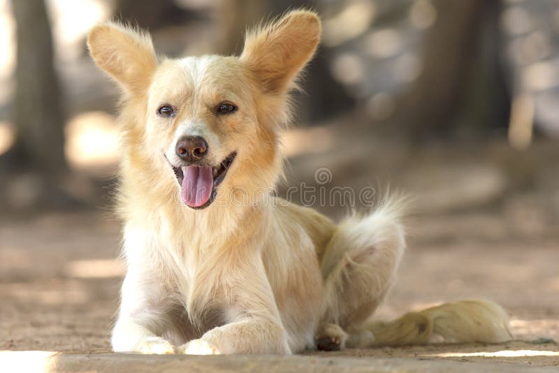 Cute Stray Dog - Stock Image Stock Image - Image of homelessness ...