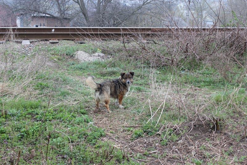 Cute stray dog stock photo. Image of mammal, lonely - 148719656