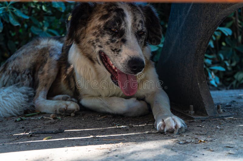 Cute Stray Dog Under the Park Bench Stock Image - Image of nice ...
