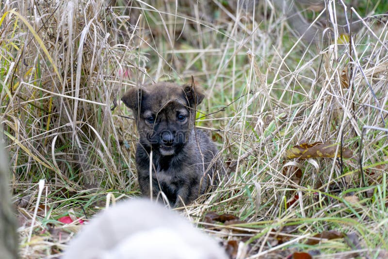 Cute Stray Homeless Dogs on a Grass Stock Photo - Image of december ...