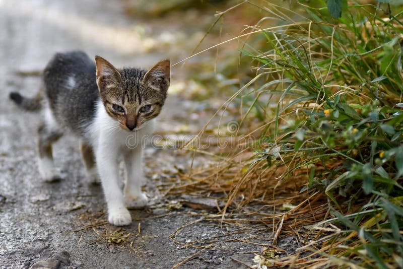 Cute stray kitten stock photo. Image of looking, small - 88737184