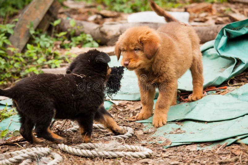 Cute stray puppies playing stock image. Image of homelessness - 59462135