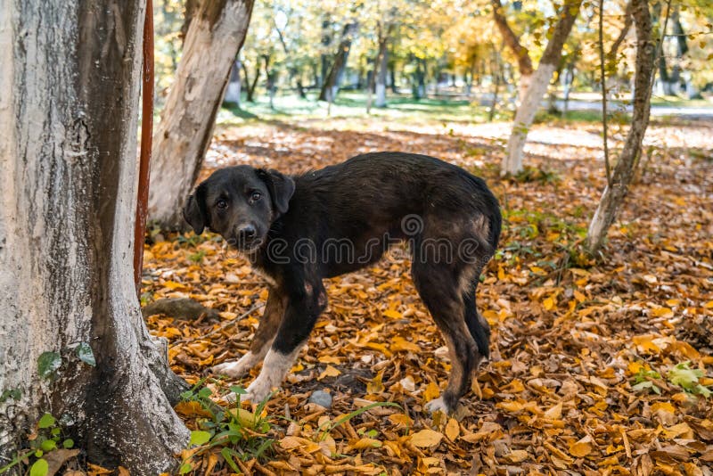 Cute Stray Puppy in the Garden Stock Image - Image of mammal, fluffy ...