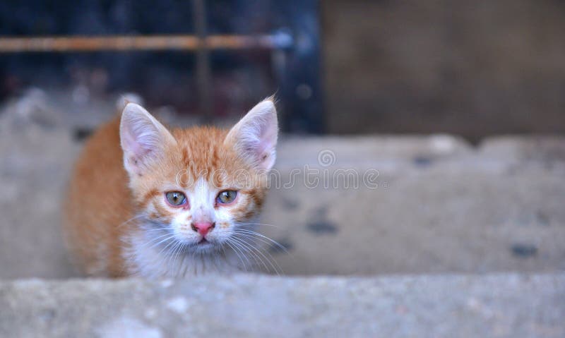 Cute Stray Street Kitten Portrait Stock Image - Image of orange, look ...