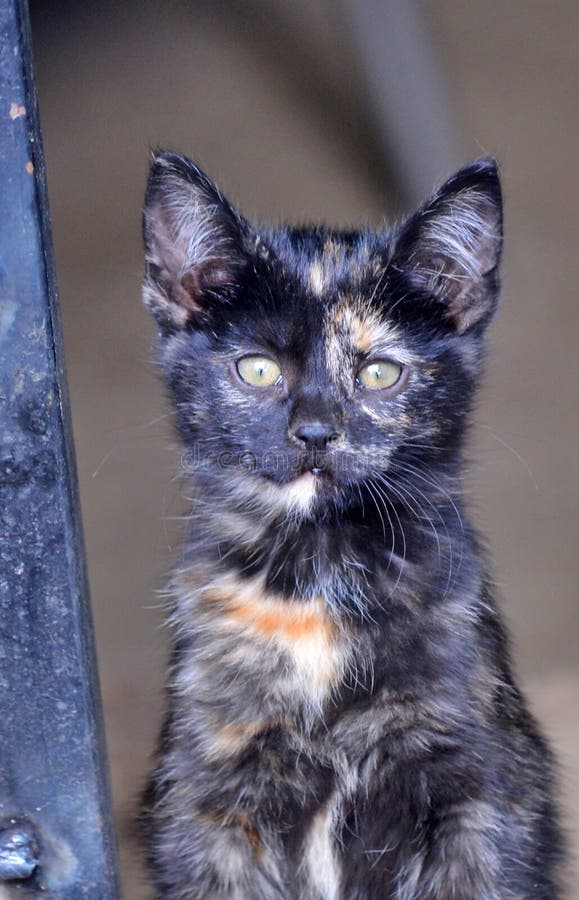 Cute Stray Street Kitten Portrait Stock Photo - Image of funny ...