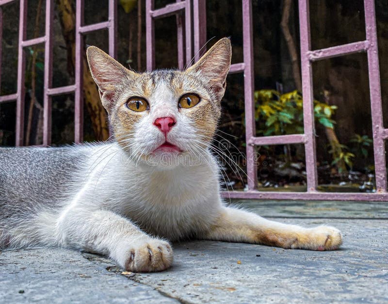 Cute Street Cat Lying on the Street Stock Photo - Image of kitten ...
