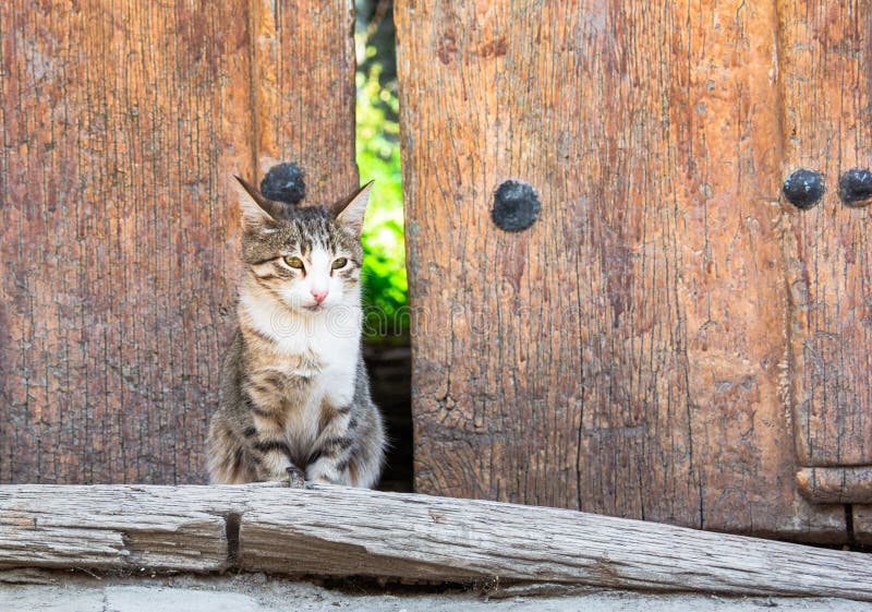 Cute street cat stock photo. Image of posing, domestic - 130245410