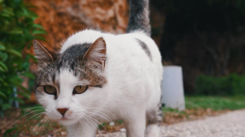 Cute Street Cat Walking Down the Street Stock Footage - Video of ...
