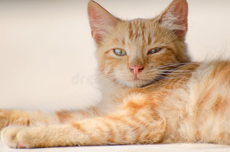 Cute street kitten stock image. Image of kitten, feline - 39118591
