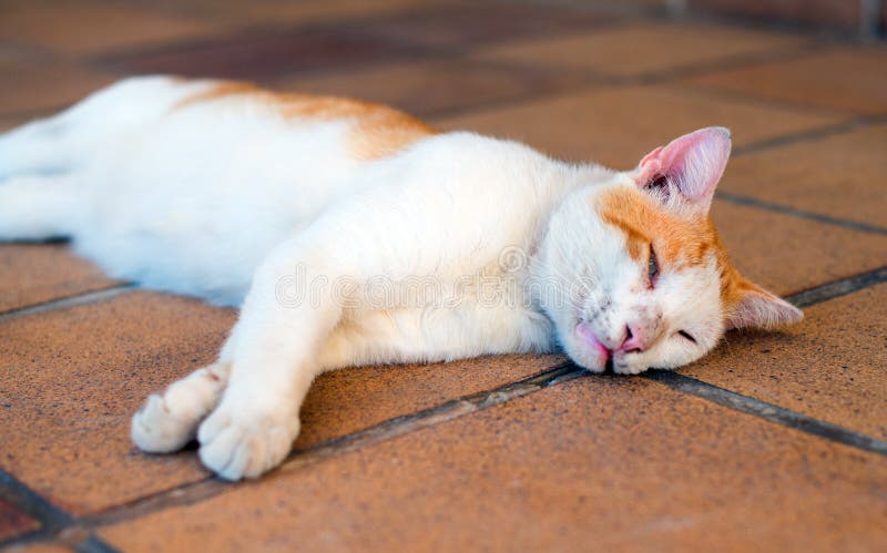 Cute street kitten. stock image. Image of feline, eyes - 49742119