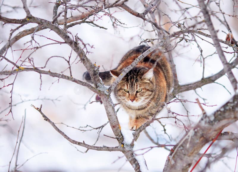 Striped Cat Sits High on a Tree Branch in the Spring Garden and Looks ...