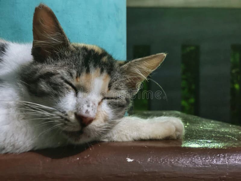 Cute Striped Cat Sleeps at Night Stock Photo - Image of cute, night ...