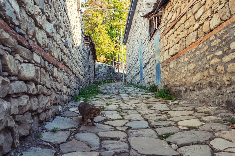 Cute cat on the street stock photo. Image of kitty, feline - 131888126