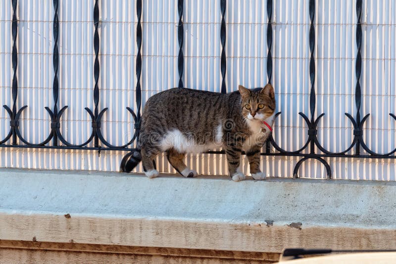 Cute Striped Cat Walking on the City Street Stock Image - Image of ...