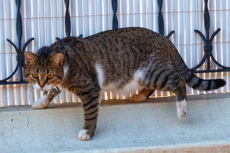 Cute Striped Cat Walking on the Street Stock Photo - Image of kitten ...