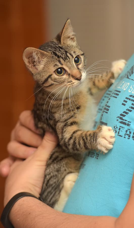 Cute striped home kitten stock image. Image of baby - 146108113