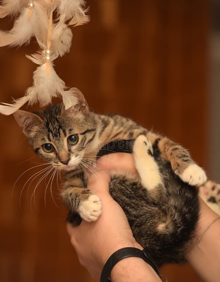 Cute striped home kitten stock photo. Image of fluffy - 146108384